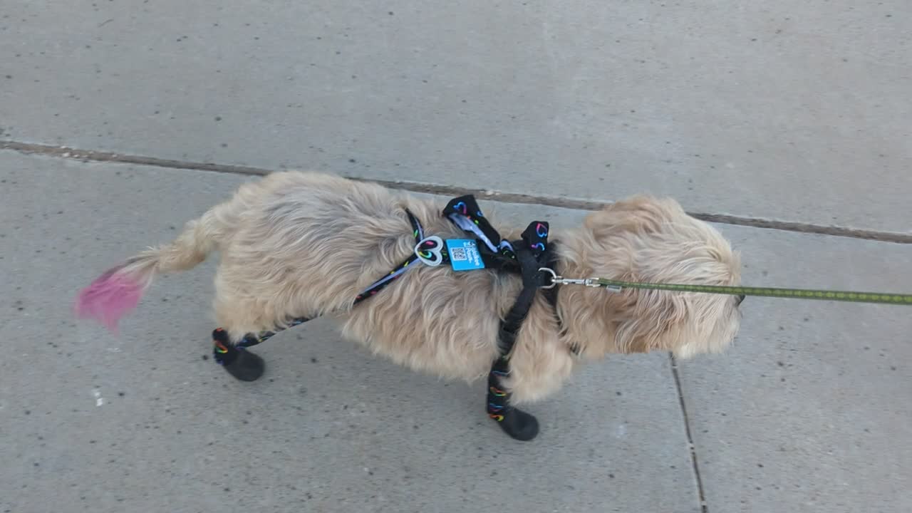 Shop Adjustable Fit Waterproof Dog Boot Leggings | Walkee Paws